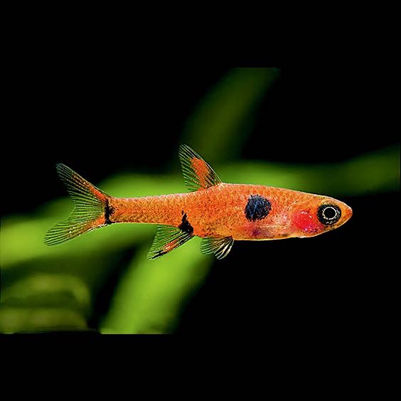 Rasbora maculata Dwergrasbora L @ - Rasbora - Reptifood