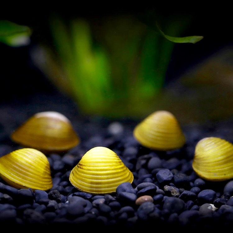 Corbicula javanicus Mini gele mossel - Slakken-Mosselen - Reptifood